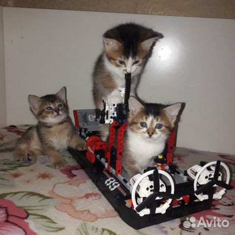 Котята