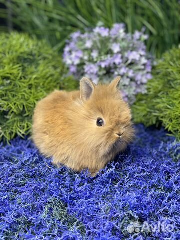 Львиноголовый Карликовый кролик