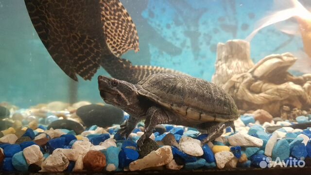 Мускусная черепаха