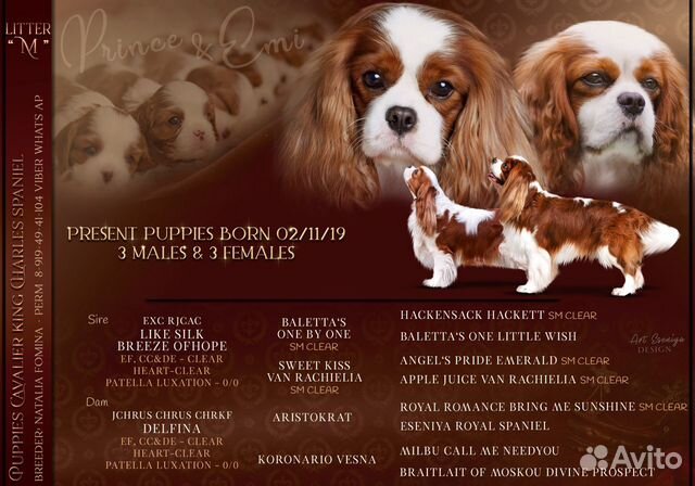 Щенки Кавалер кинг Чарльз спаниеля