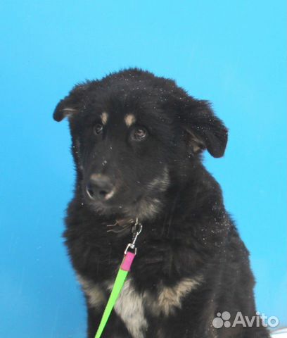 Миша ищет дом