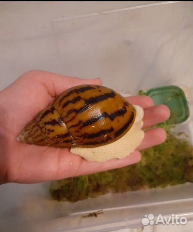 Улитка ахатина ахатина тигр альбино