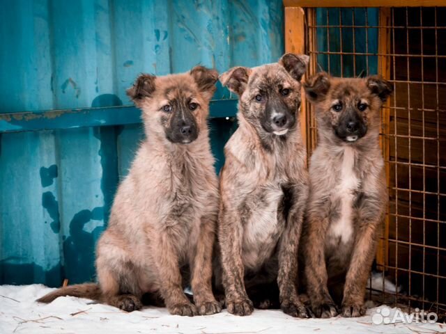 Щенки Тигрис, Тайра, Тесса