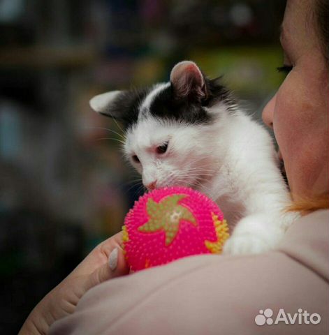 Беляшик в добрые ручки