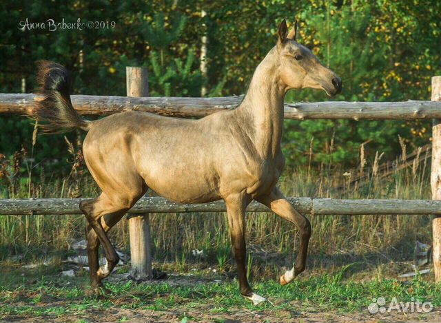 Ахалтекинская кобылка