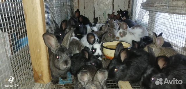 Продаю кролей