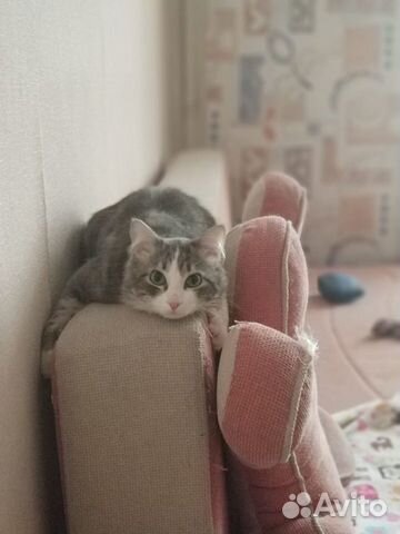 Самый лучший кот