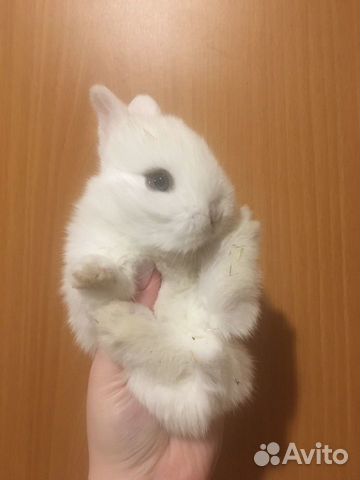 Декоративные кролики