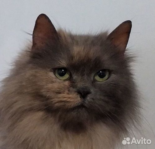 Две пушистые стерилизованные красавицы, 8 мес