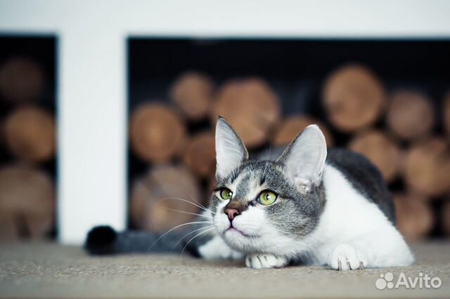 Кот Ластик в добрые руки