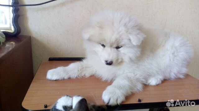 Самоедская лайка