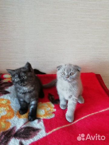 Котятки ждут своих хозяев