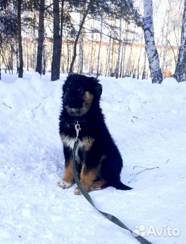 Щенки-девочки, будут крупными ищут дом
