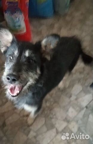 Метис в добрые руки