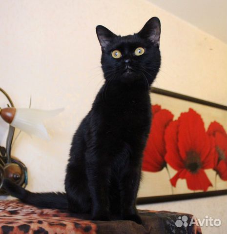 Котёнок Черничка ищет дом
