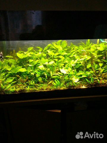Аквариумное растение