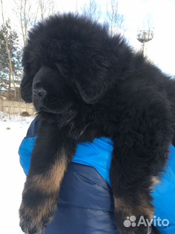 Продаю щенка Тибетского мастифа