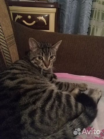 Отдам в добрые руки Кота