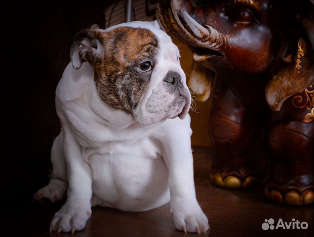Щенки английского бульдога