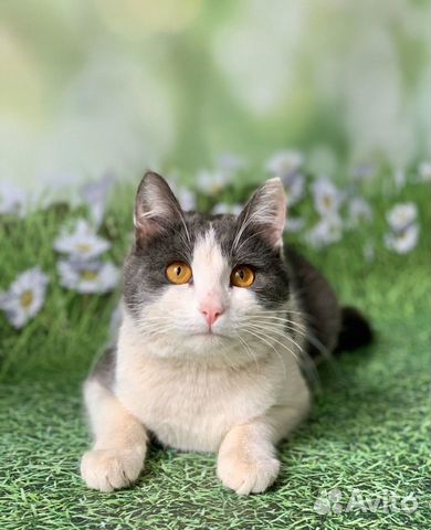 Котодети из приюта ищут своих родителей