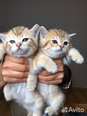 Манчкины скотиши