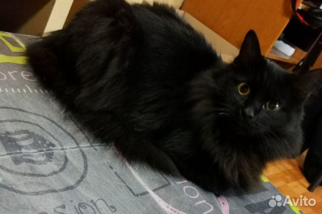 Молоденький котик Мякиш, 1,5 года