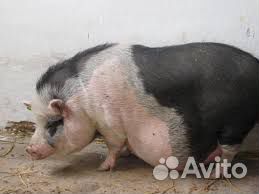 Продаются супоросные свиноматки