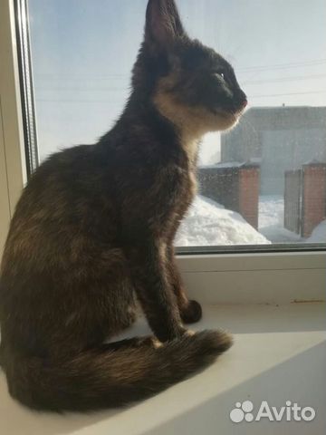 Даша ищет семью)