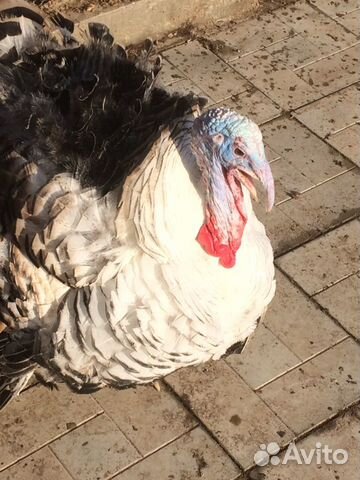 Домашнее животное