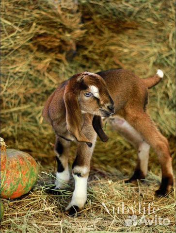 Козлик нубийский