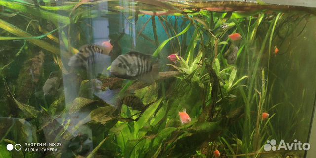 Цихлиды чернополосые