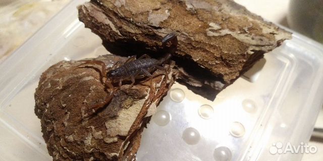 Скорпион Lychas tricarinatus