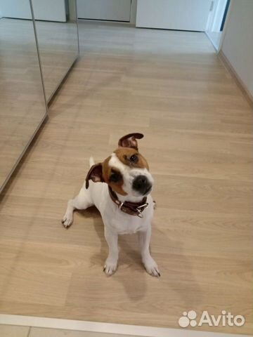 Вязка/Случка/Кобель