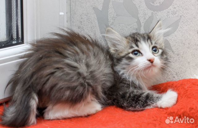 Котёнок Ариша 1,5 месяца в добрые руки