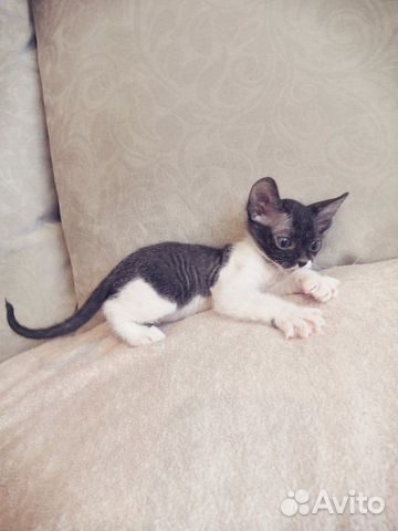 Донской сфинкс