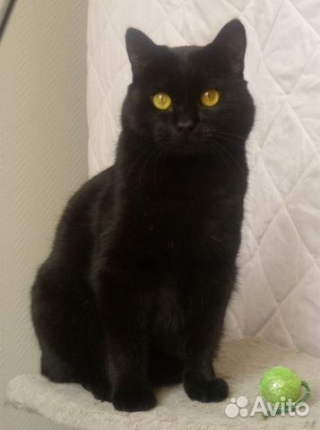 Кот Роман