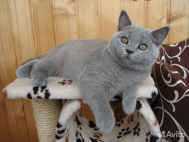 Британская