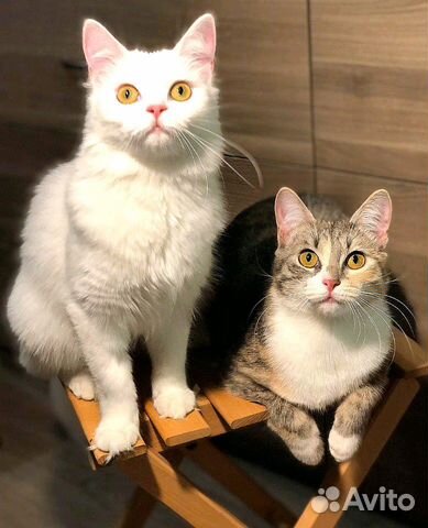 Котята