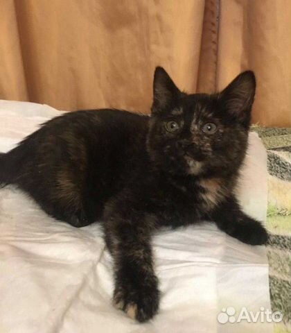 Кошка Чирути