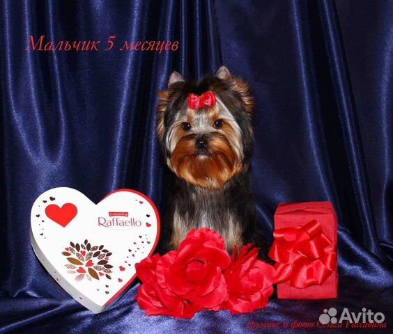 Шикарные малыши-Йорики