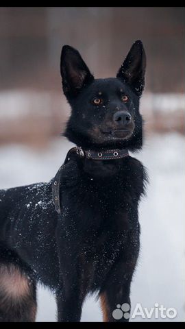 Мэрилин