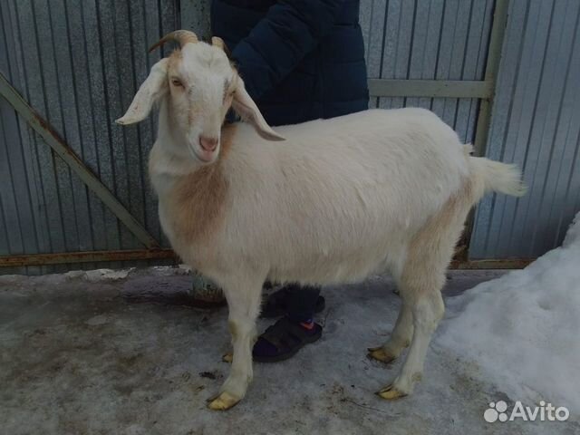 Коза