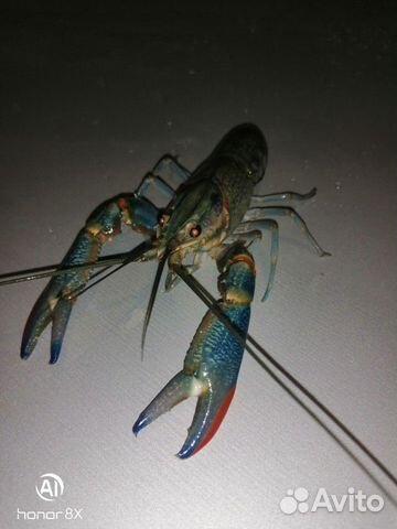 Aвстралийский красноклешневый рак аккр