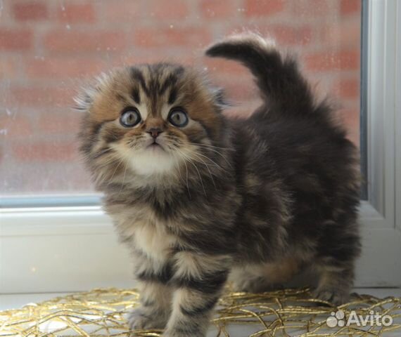 Котята шотландские вислоухие
