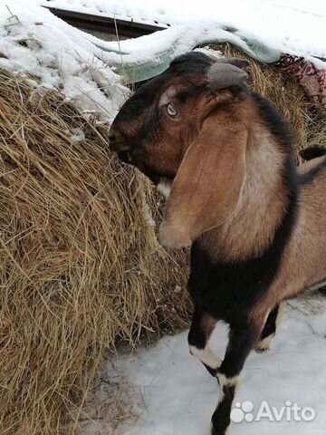 Козлик 1 год