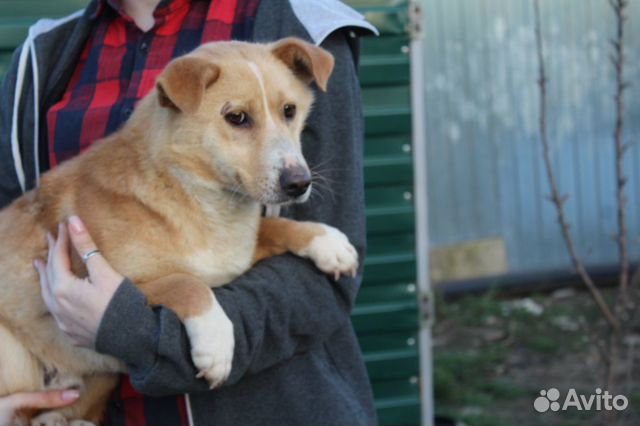 Бублик в добрые руки