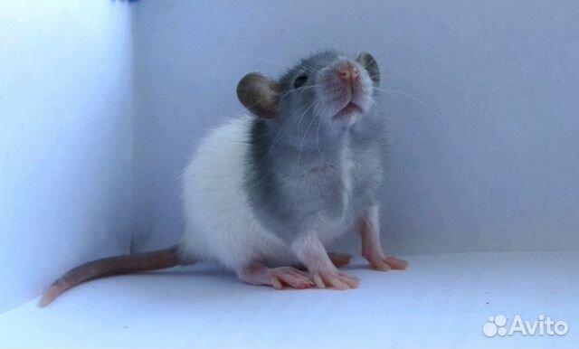 Крысята