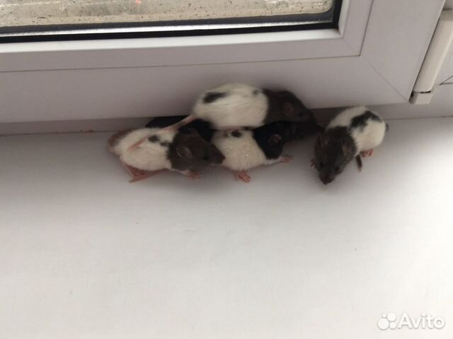 Крыски в добрые руки