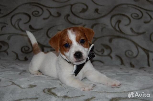 Щенки дрт с отл родословной от чемпионовРоссии(РКФ