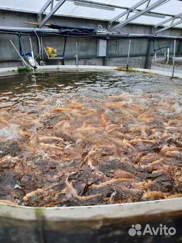 Малек янтарной форели оптом